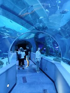 Sharjah Aquarium (1C1, Al Khan 2 Street, Al Khan, Al Khalidiah, Sharjah), akvaryumlar  Sharjah'tan