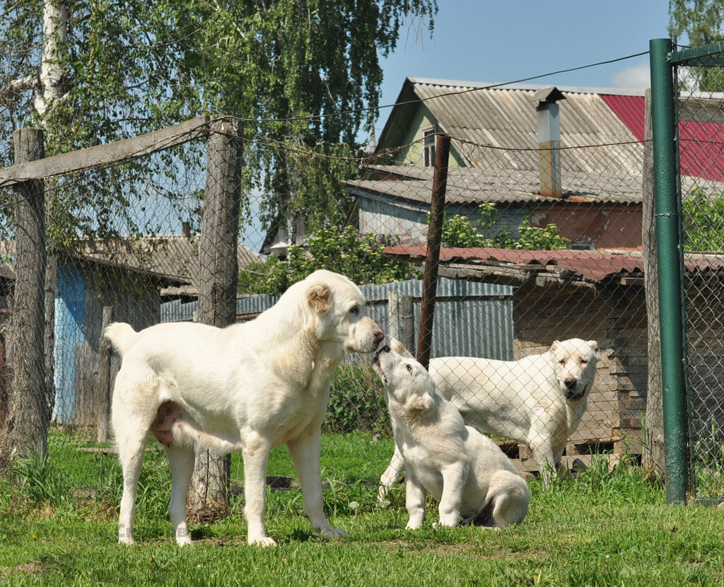 Evcil hayvan yetiştiricileri Dolina Skifov, Tula, foto