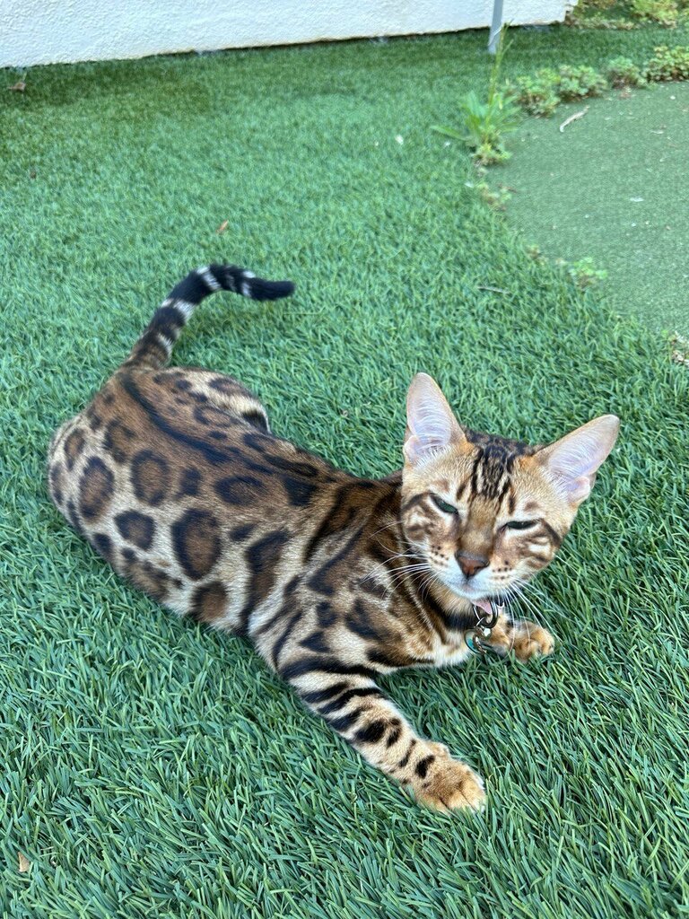Evcil hayvan yetiştiricileri Gold-pride Bengal, Koroliov, foto