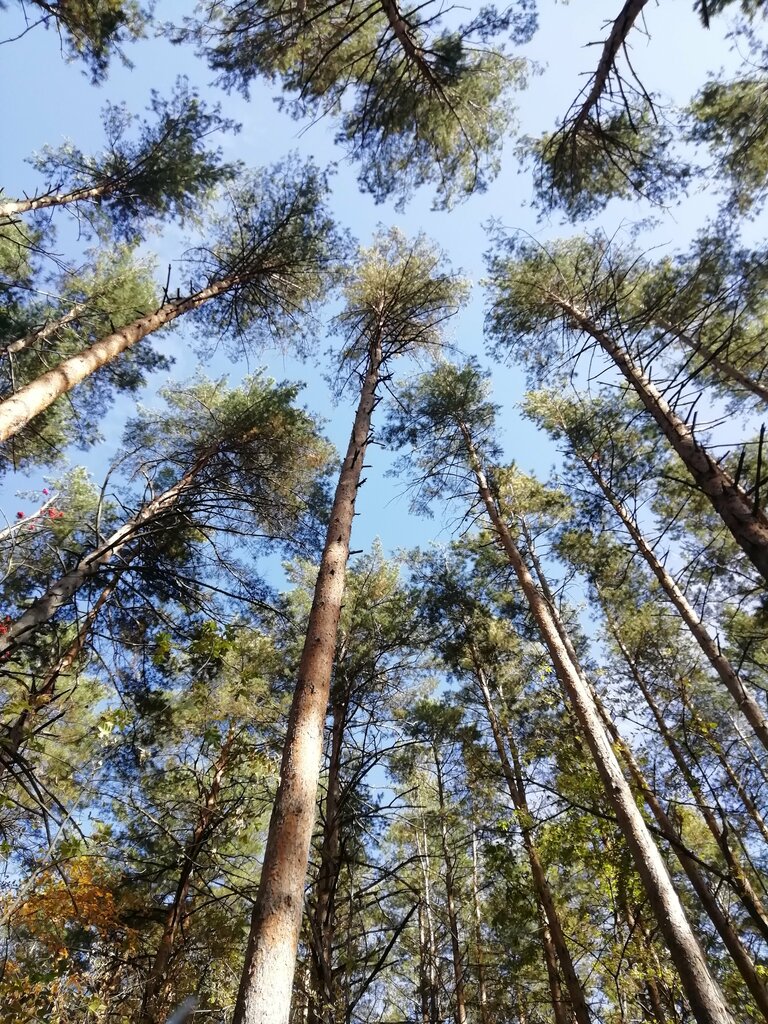 Kültür ve eğlence parkları парк Бийского техникума лесного хозяйства, Biysk, foto