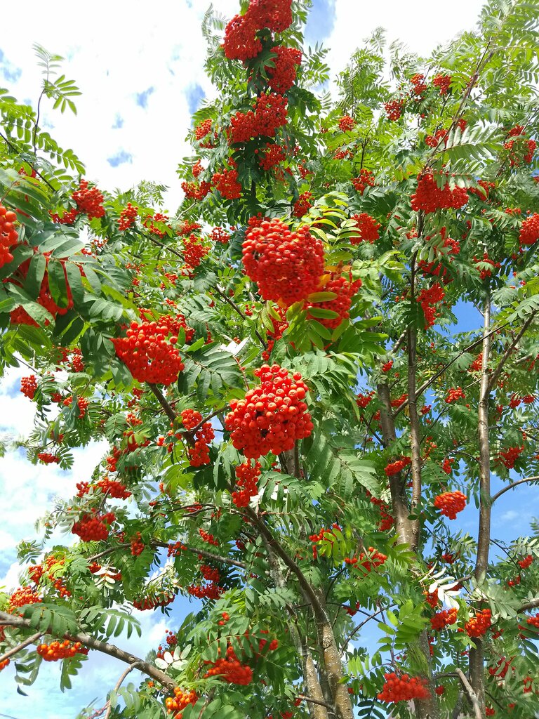 Anaokulları Детский сад № 15 Рябинушка, Arhangelskaya oblastı, foto