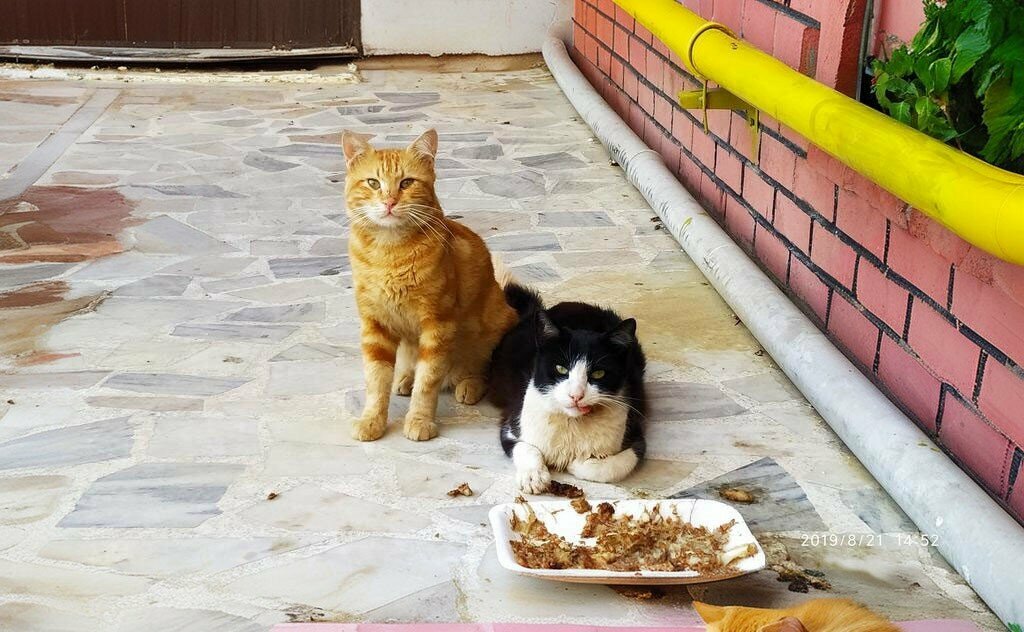 Fast food Niyo Cafe, Defne, foto