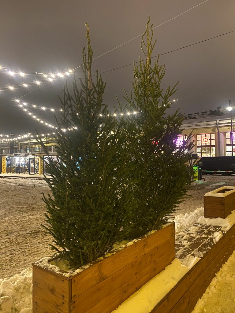 Çam ağacı pazarı Ёлки, Saint‑Petersburg, foto