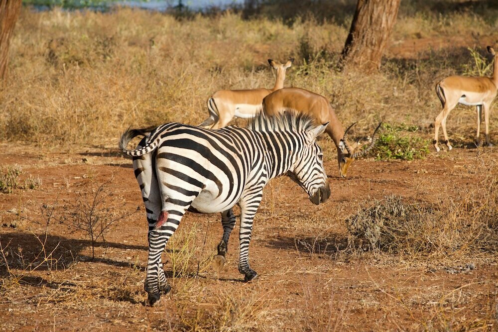 Otel Angata Serengeti, Dünya, foto