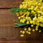 Мимоза из Абхазии (Mira Avenue No:92с1), çiçek pazarı  Moskova'dan