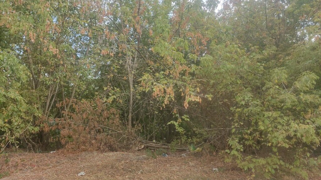 Mezarlıklar Fandakawskija mogilki, Bobruisk, foto