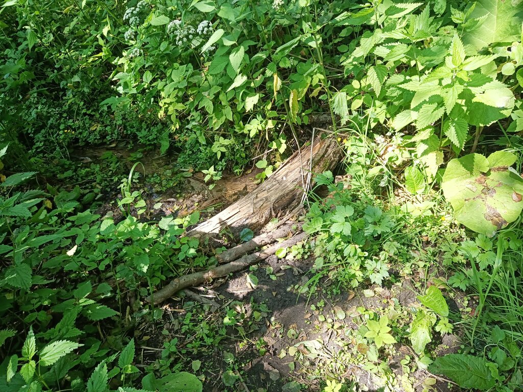 Pınar, çay Spring, stream, Moskova ve Moskovskaya oblastı, foto