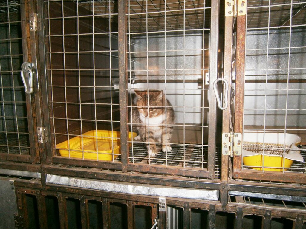 Pet otel Pitomnik Forvard, Penza, foto