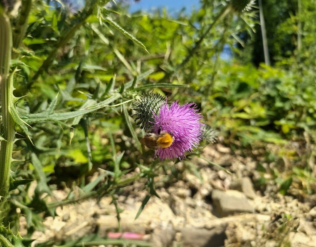 Piknik alanı Kuş kayası seyir terası Zonguldak, Zonguldak, foto