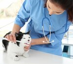 The City Veterinary Clinic (Al Barsha Mall, Al Barsha 2, Al Barsha, Hadaeq Mohammed Bin Rashid, Dubai), veteriner klinikleri  Dubai'den
