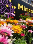 Mimoza Çiçek Evi (Bilecik, Söğüt, Edebali Cad., 14), çiçekçiler  Söğüt'ten