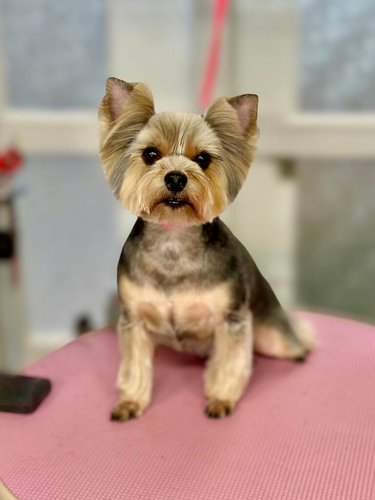 Evcil hayvan kuaförleri So pet studio, Minskaya oblastı, foto