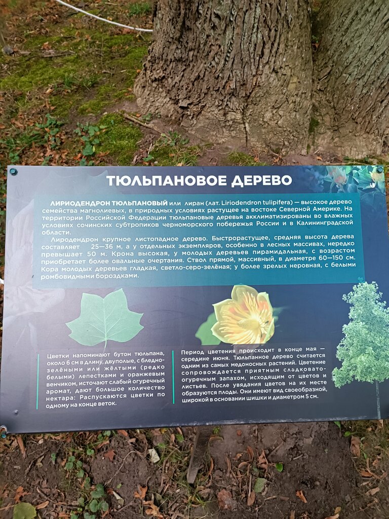 Doğa Тюльпановое дерево, Kaliningradskaya oblastı, foto