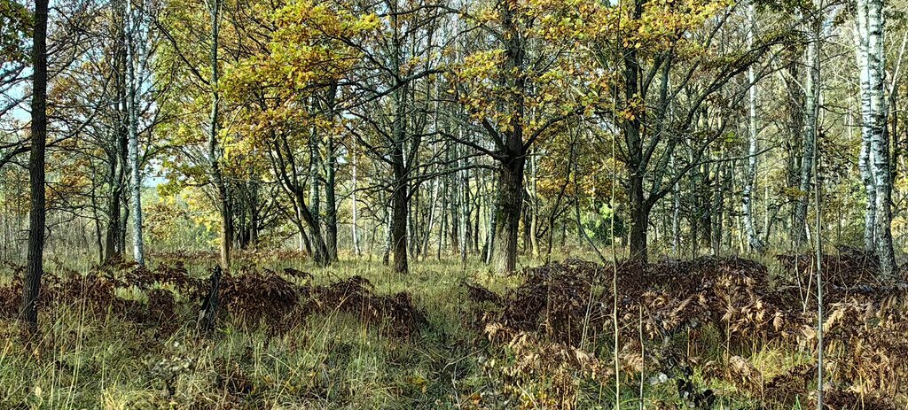 Turistik yerler Одиночный курган, Smolenskaya oblastı, foto