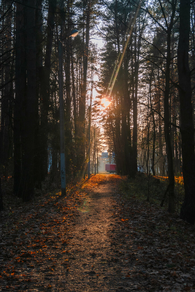 Orman Baravaja Forest Area, Minsk, foto