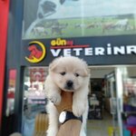İldem GÜNeş Veteriner Kliniği (Kayseri, Melikgazi, Şht. J. Onb. Hakan Türk Cad.), veteriner klinikleri  Kayseri'den