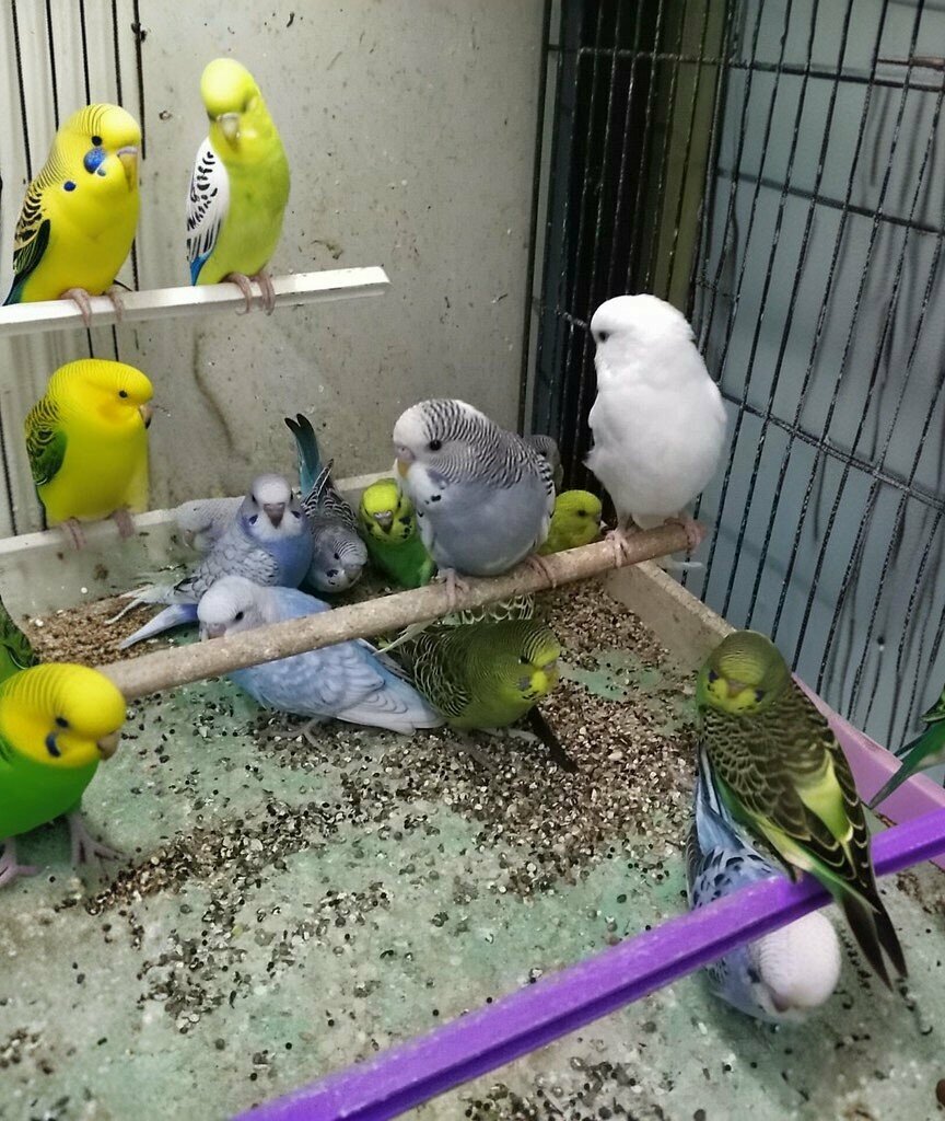 Petshop Petjoy Güneşli, İstanbul, foto