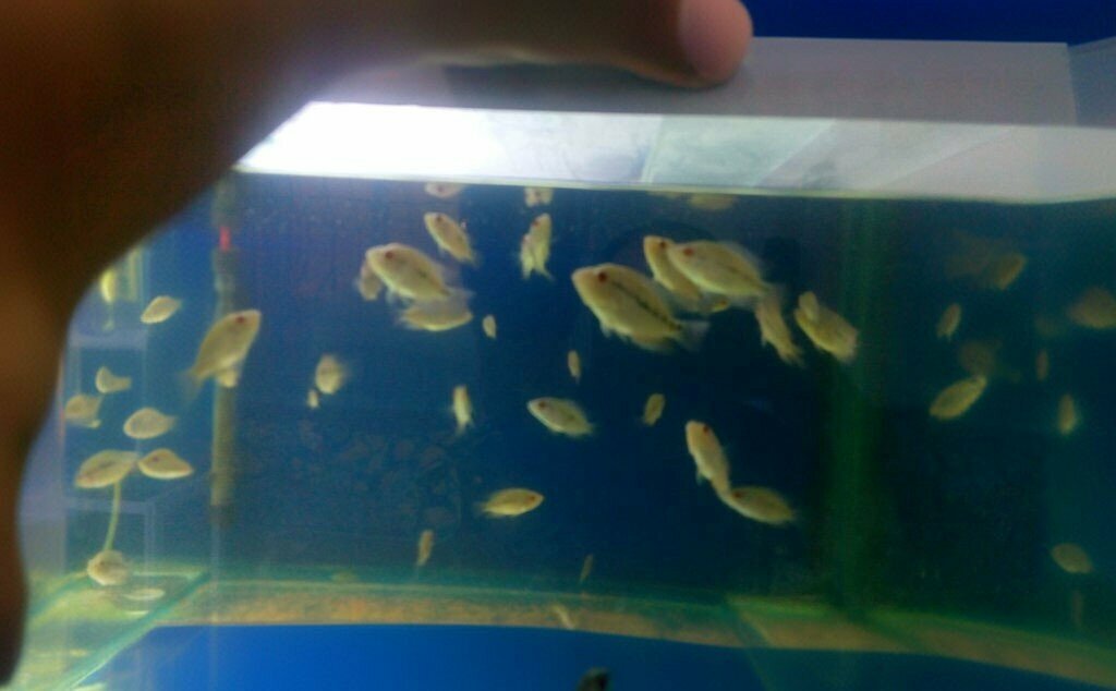 Kültür ve eğlence parkları Mesut Ali Güneş Parkı, Antalya, foto