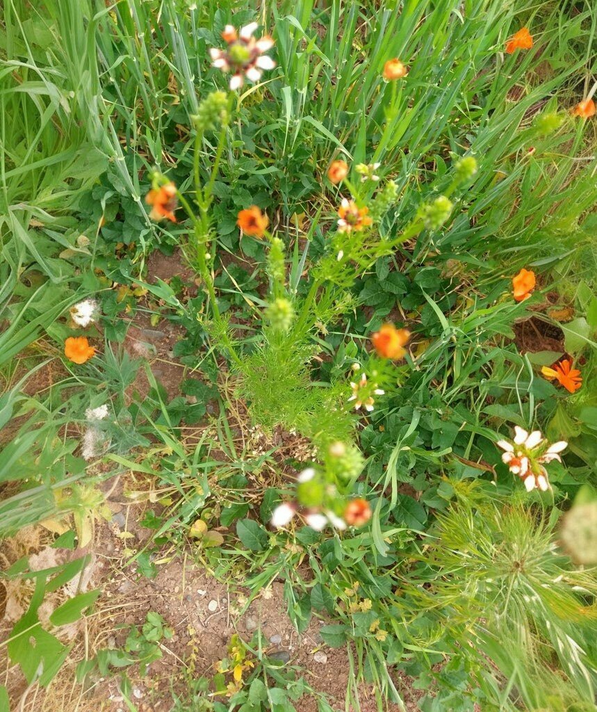 Muhtarlıklar Kırkgöz Köy Muhtarlığı, Divriği, foto