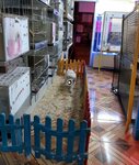 Antakya Petshop Hakan (Hatay, Antakya, Antakya Otogar Kavşağı), petshop  Antakya'dan