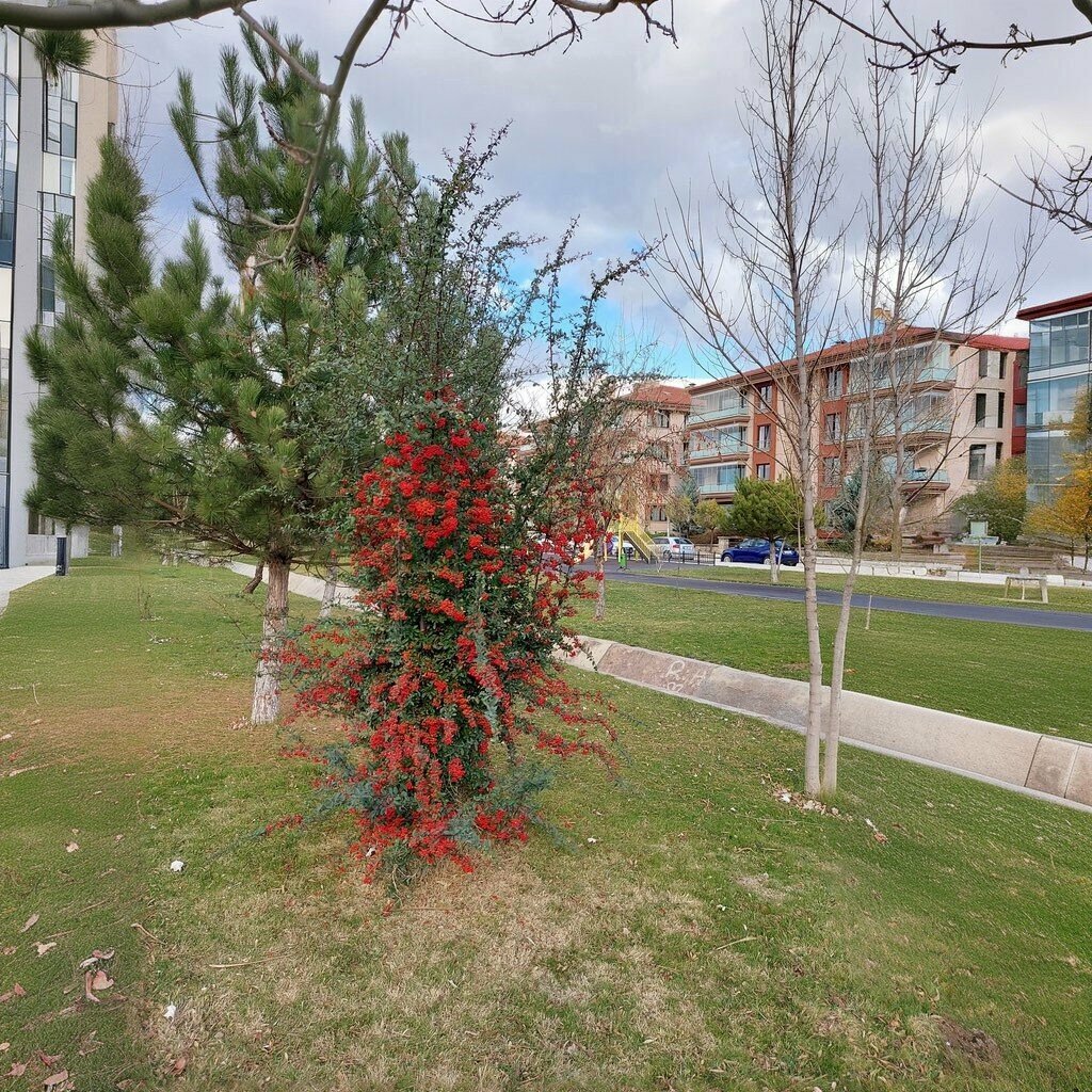 Kültür ve eğlence parkları Orhun Parkı, Afyonkarahisar, foto