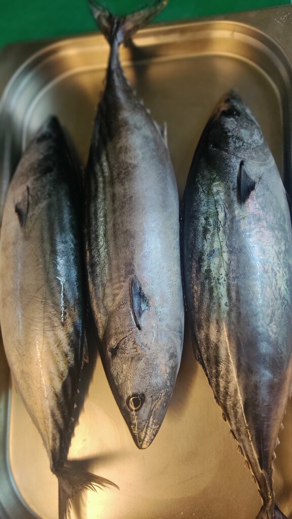 Balık ve deniz ürünleri Beykozlu Yavuz'un Mutfağı, İstanbul, foto