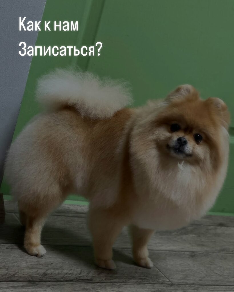 Evcil hayvan kuaförleri Nyashka, Karağandı, foto