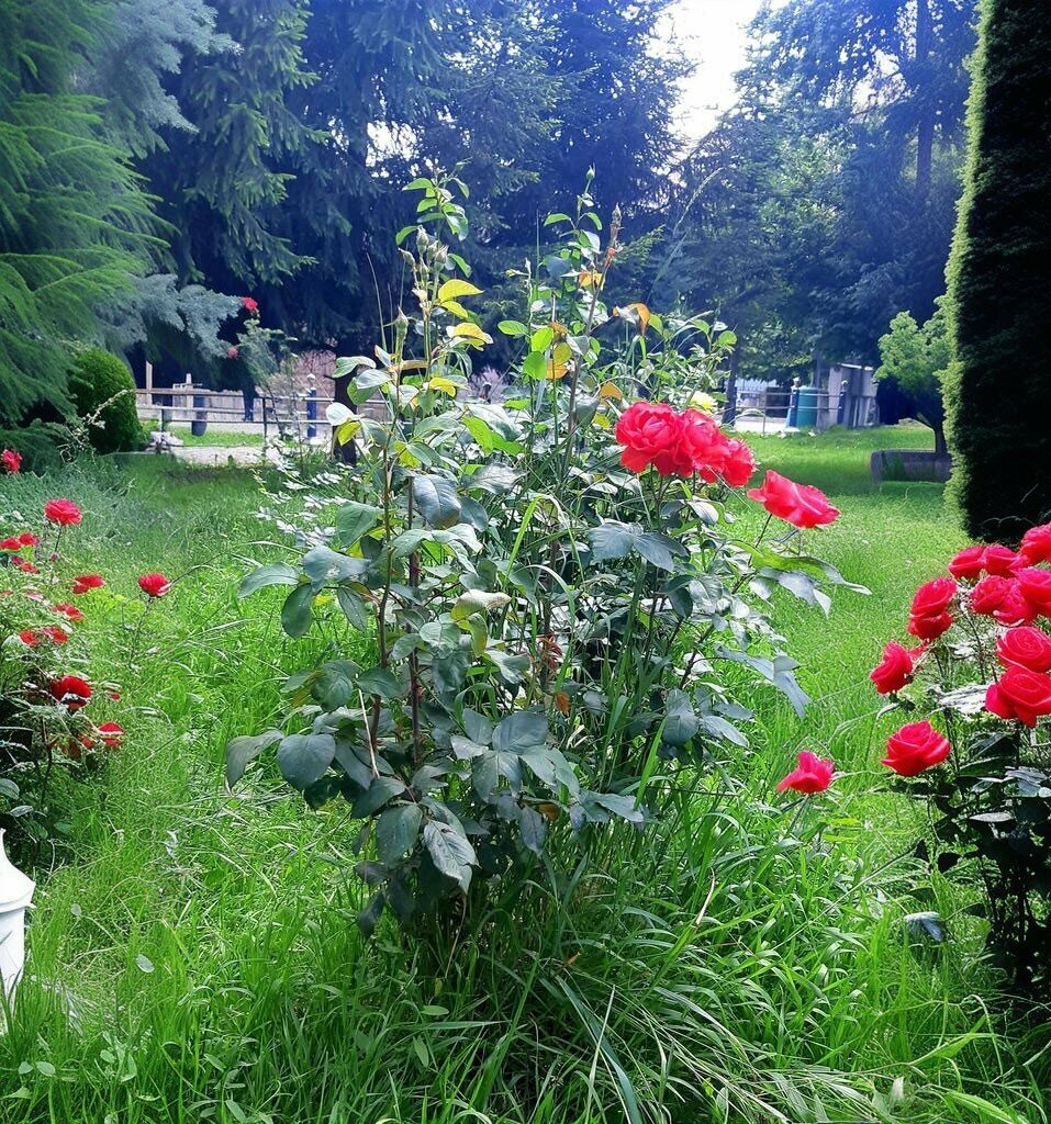 Belediyeler, devlet daireleri Çubuk Belediyesi, Ankara, foto