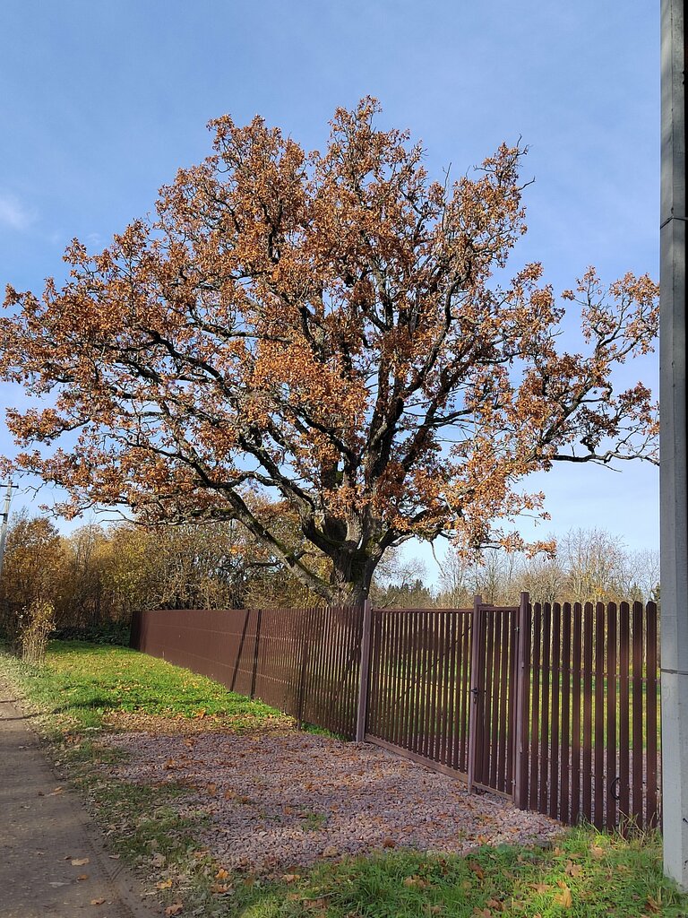 Doğa Дуб в усадьбе М.Е. Храповицкого, Saint‑Petersburg ve Leningradskaya oblastı, foto