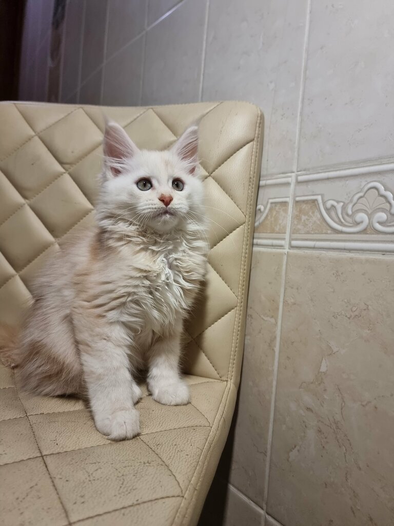 Evcil hayvan yetiştiricileri StarArk, Moskova ve Moskovskaya oblastı, foto