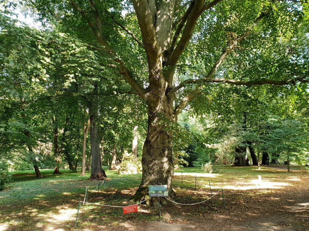 Turistik yerler Бук европейский, Kaliningradskaya oblastı, foto