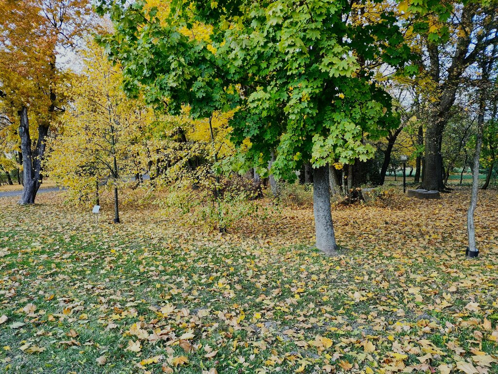 Doğa Памятное дерево, Minsk, foto