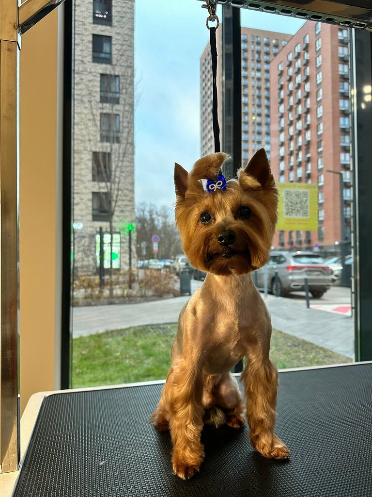 Evcil hayvan kuaförleri Усатые Друзья, Moskova, foto