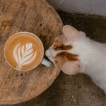 Dose Cafe (Distrital Lima, Los Cipreces, Avenida Universitaria, 899), kahve dükkanları  Lima Bölgesi'nden
