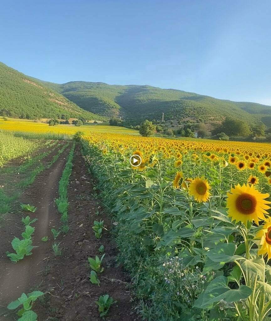 Muhtarlıklar Kumluca Köy Muhtarlığı, Taşova, foto