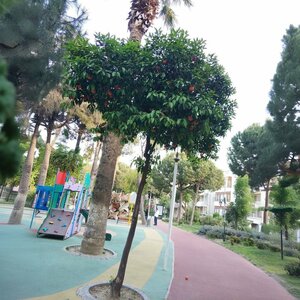 Söke Atatürk Parkı (Aydın, Söke, Konak Mah., Söke Atatürk Parkı), kültür ve eğlence parkları  Söke'den