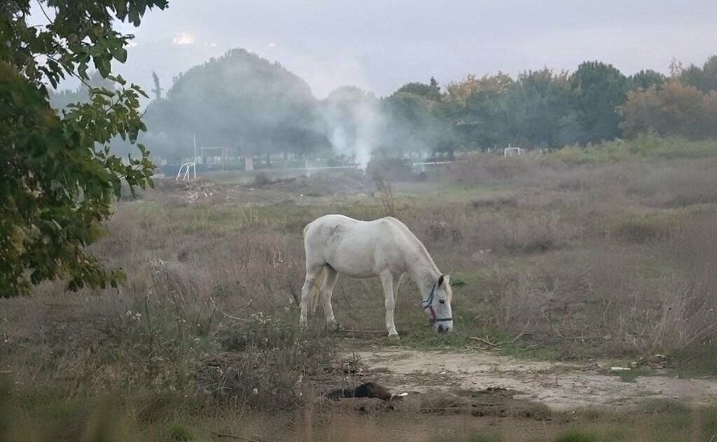 Muhtarlıklar Soğucak Mahalle Muhtarlığı, Kuşadası, foto