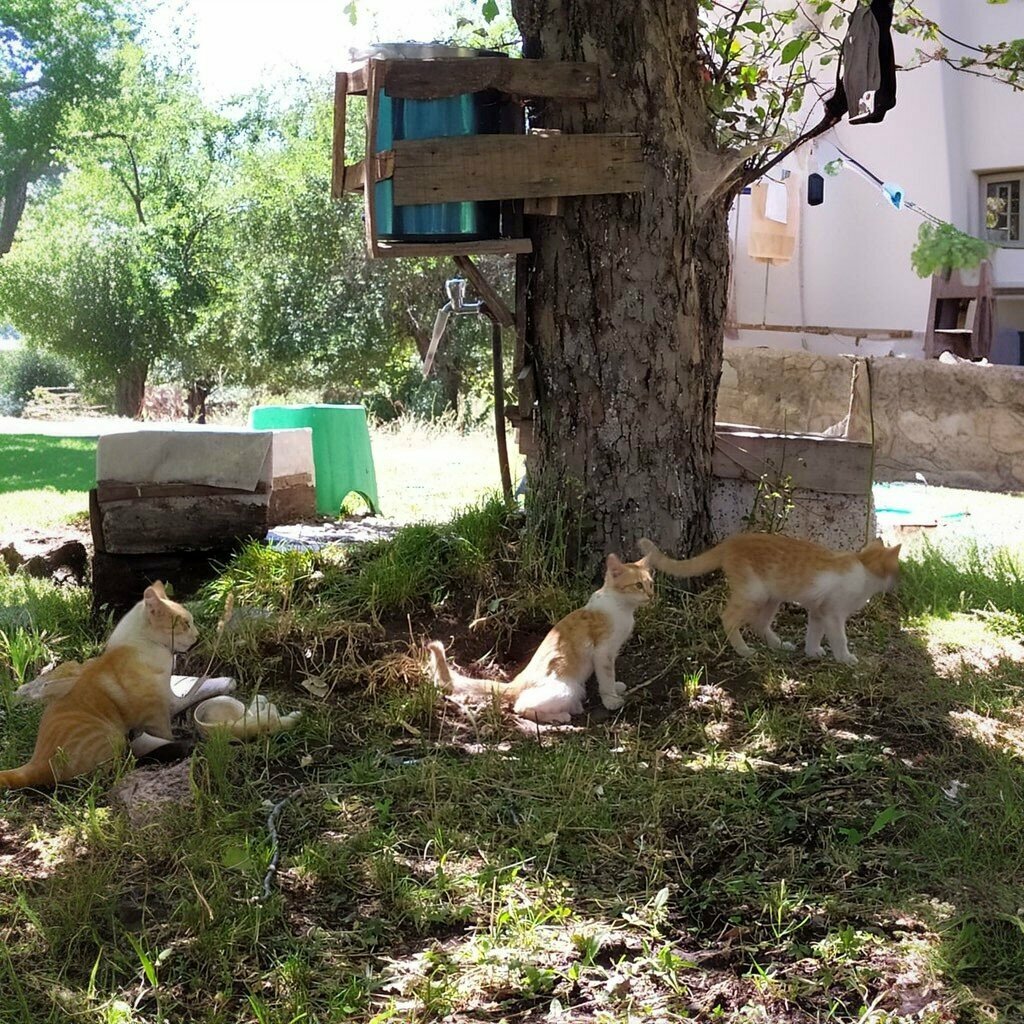 Muhtarlıklar Karapolat Köy Muhtarlığı, Yedisu, foto
