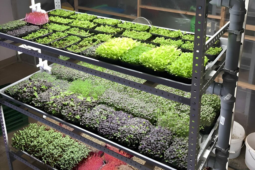 Paletler Фабрика поддонов, Kirov, foto