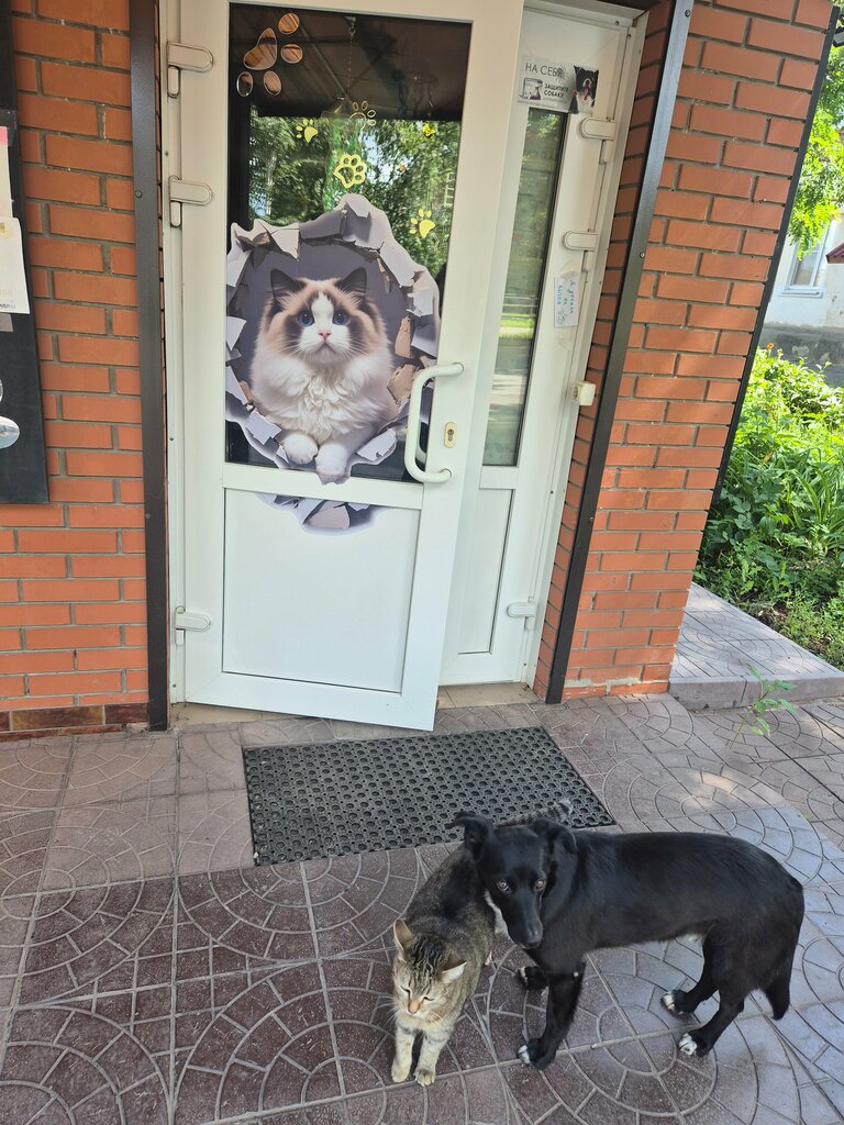 Veteriner klinikleri Кошкин дом, Novokuybyşevsk, foto