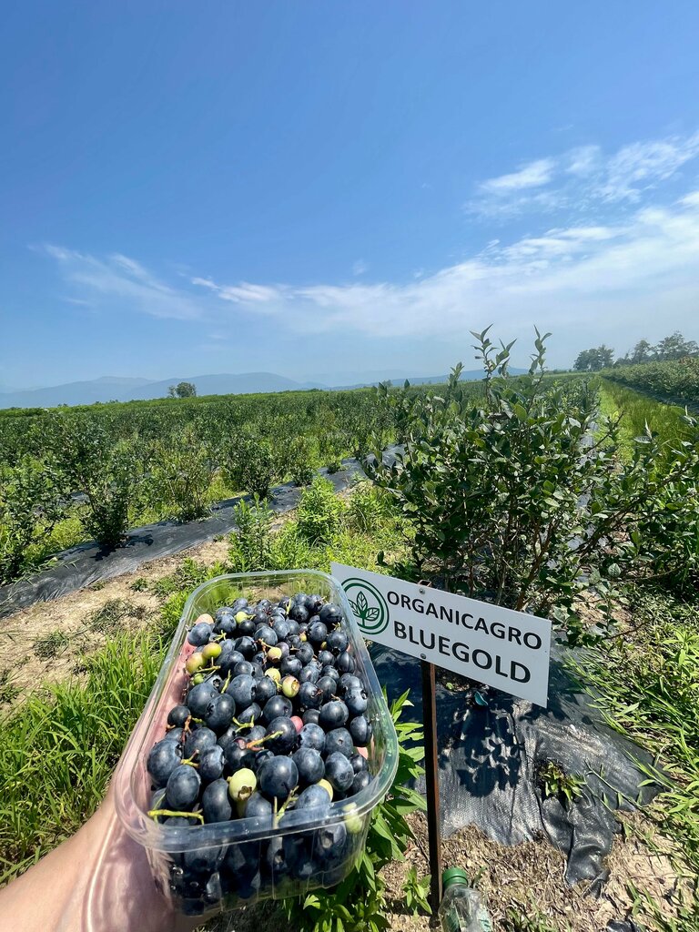 Yemişler Плантация голубики, Gali Bölgesi, foto