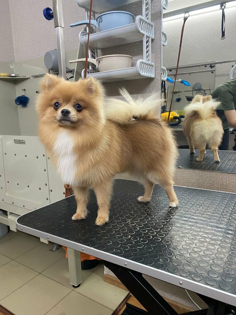 Evcil hayvan kuaförleri Lapushka, Velikiy Novgorod, foto