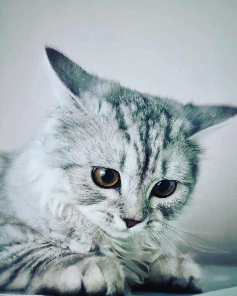 Güzellik salonu Posh, Petropavl (Petropavlovsk), foto