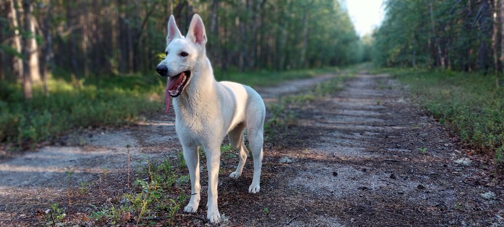 Pet otel Собачья Дача, Murmanskaya oblastı, foto