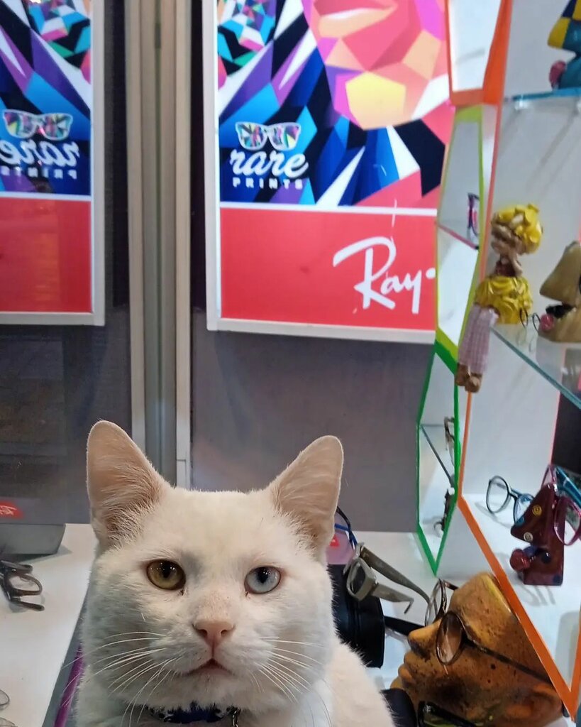 Optik Nil Optik, İstanbul, foto