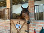 Конный клуб (Sysert, Kedrovaya ulitsa, 15), horse riding  Sysert'ten