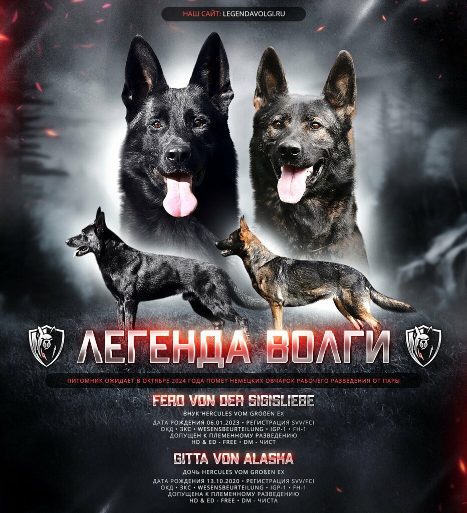 Evcil hayvan yetiştiricileri Volga's Legend — German Shepherds Breeding and Training Center, Tverskaya oblastı, foto