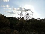 Bn Mountain House (Oba Mah., Alanya, Antalya), daireler  Alanya'dan