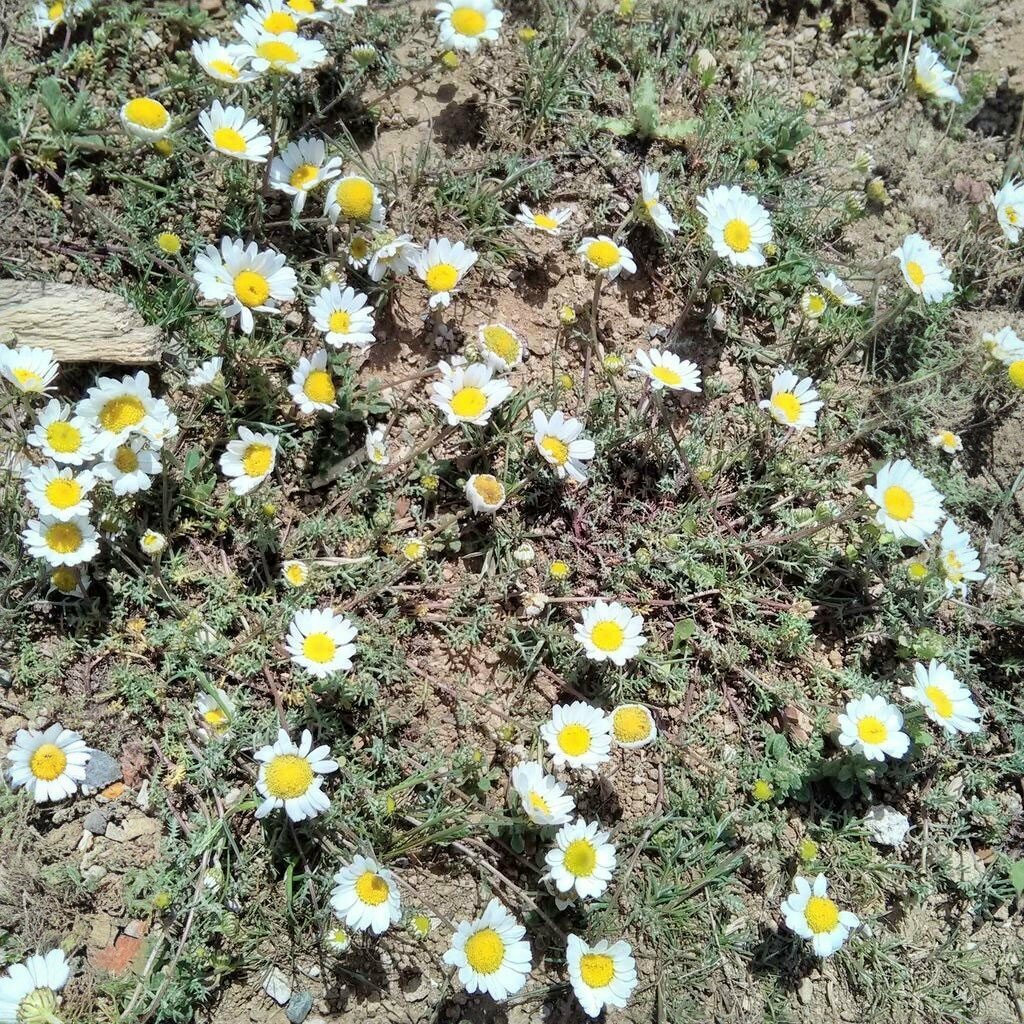 Muhtarlıklar Mahmudiye Köy Muhtarlığı, Alaca, foto