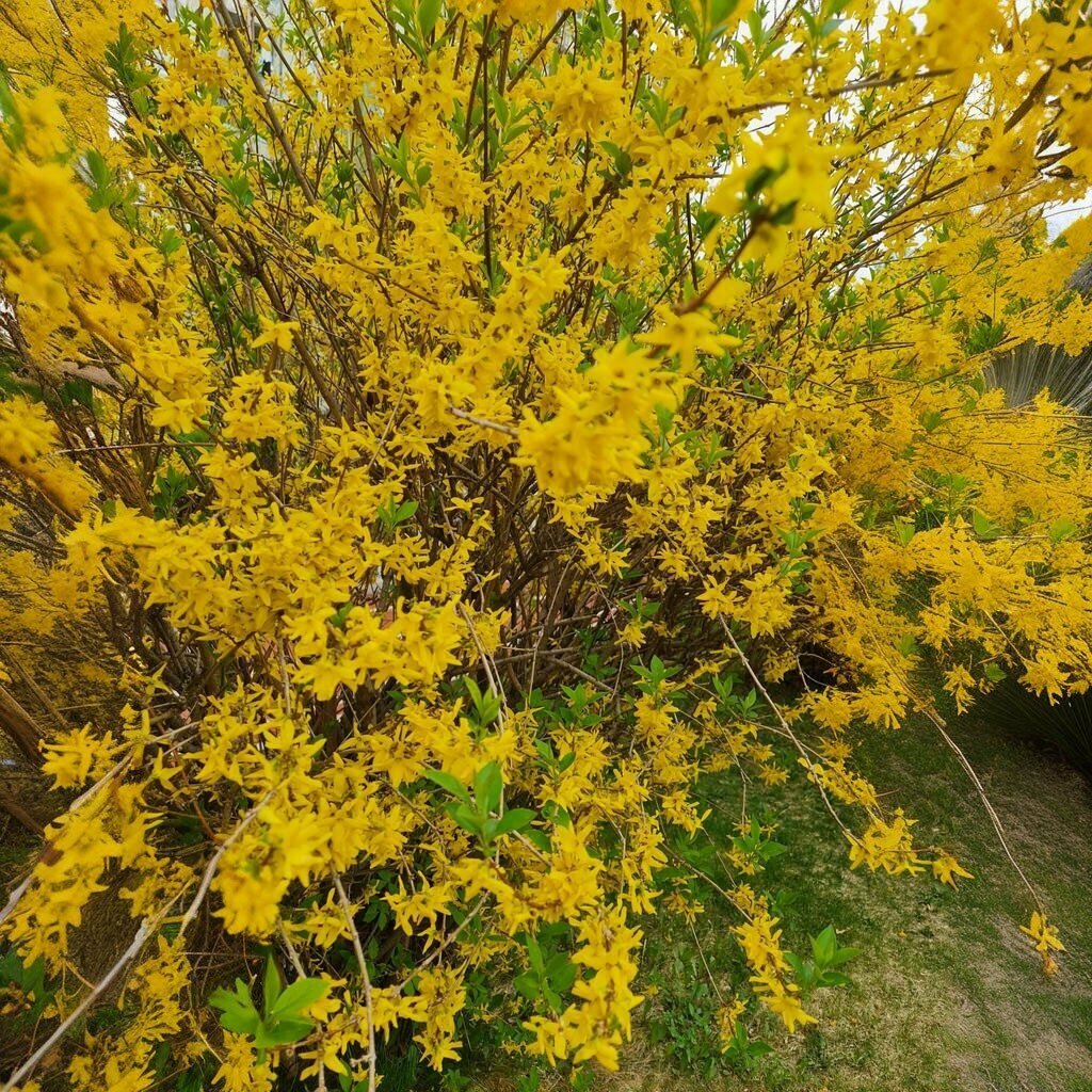 Parklar ve ormanlar Cahar Dudayev Parkı, Ankara, foto